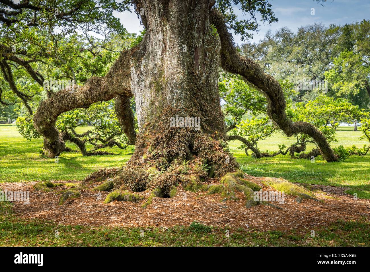 Old southern live oak tree hi-res stock photography and images - Alamy
