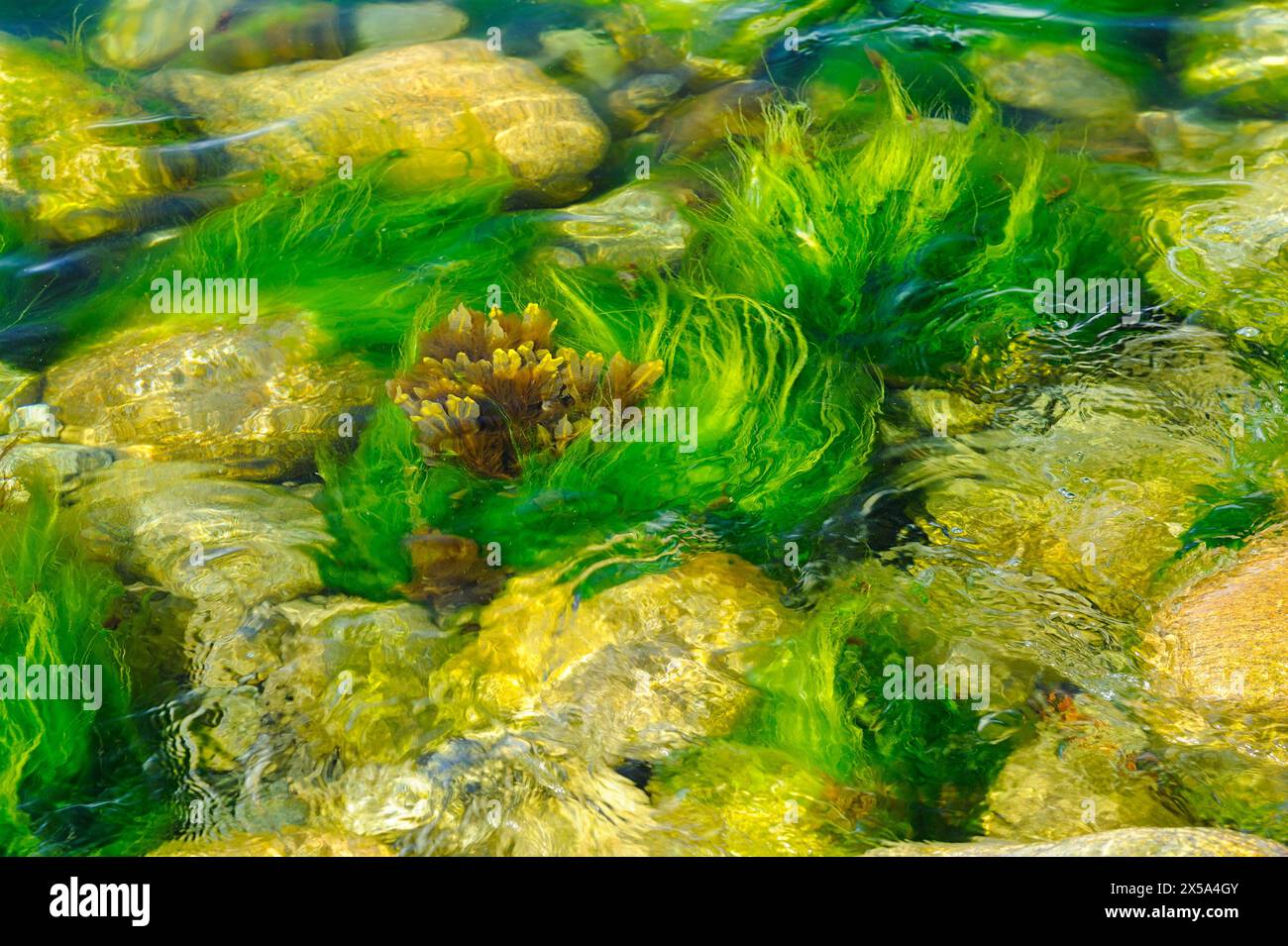 Sunlight filters through clear water, highlighting the dynamic movement ...