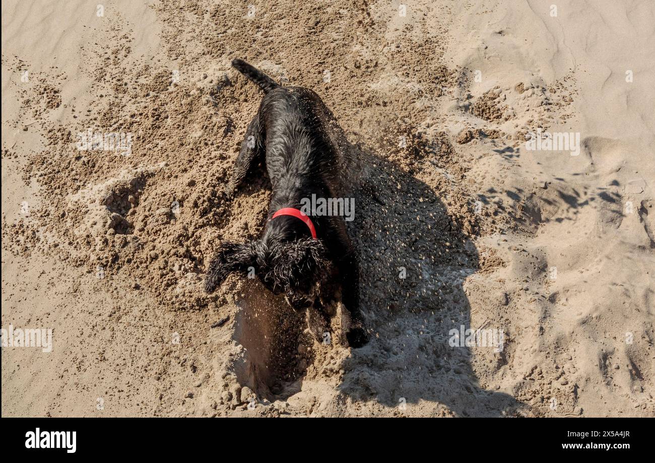 Black cocker spaniel wearing a red collar digging a hole on a beach ...