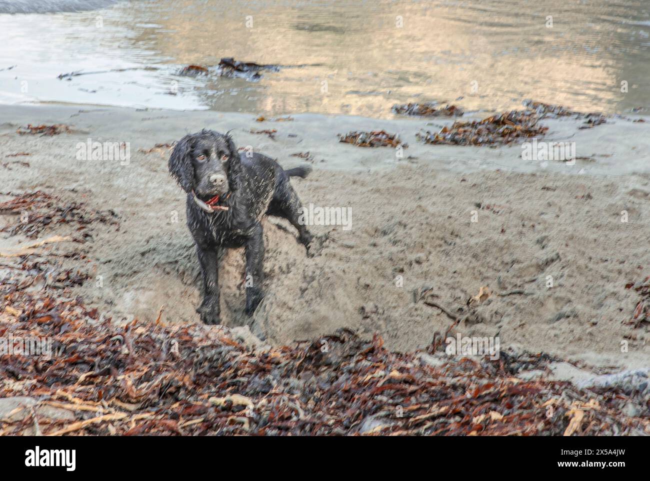 Black Spaniel digging in the sand on a beach wearing a red collare and ...