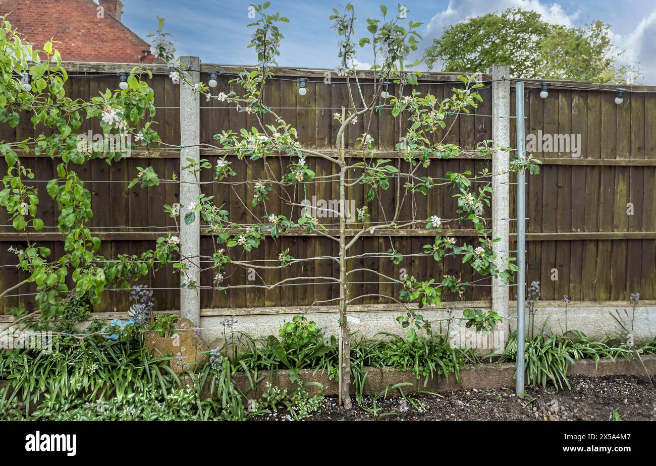 Espalier apple tree with blossom against a fence tied back and trained ...