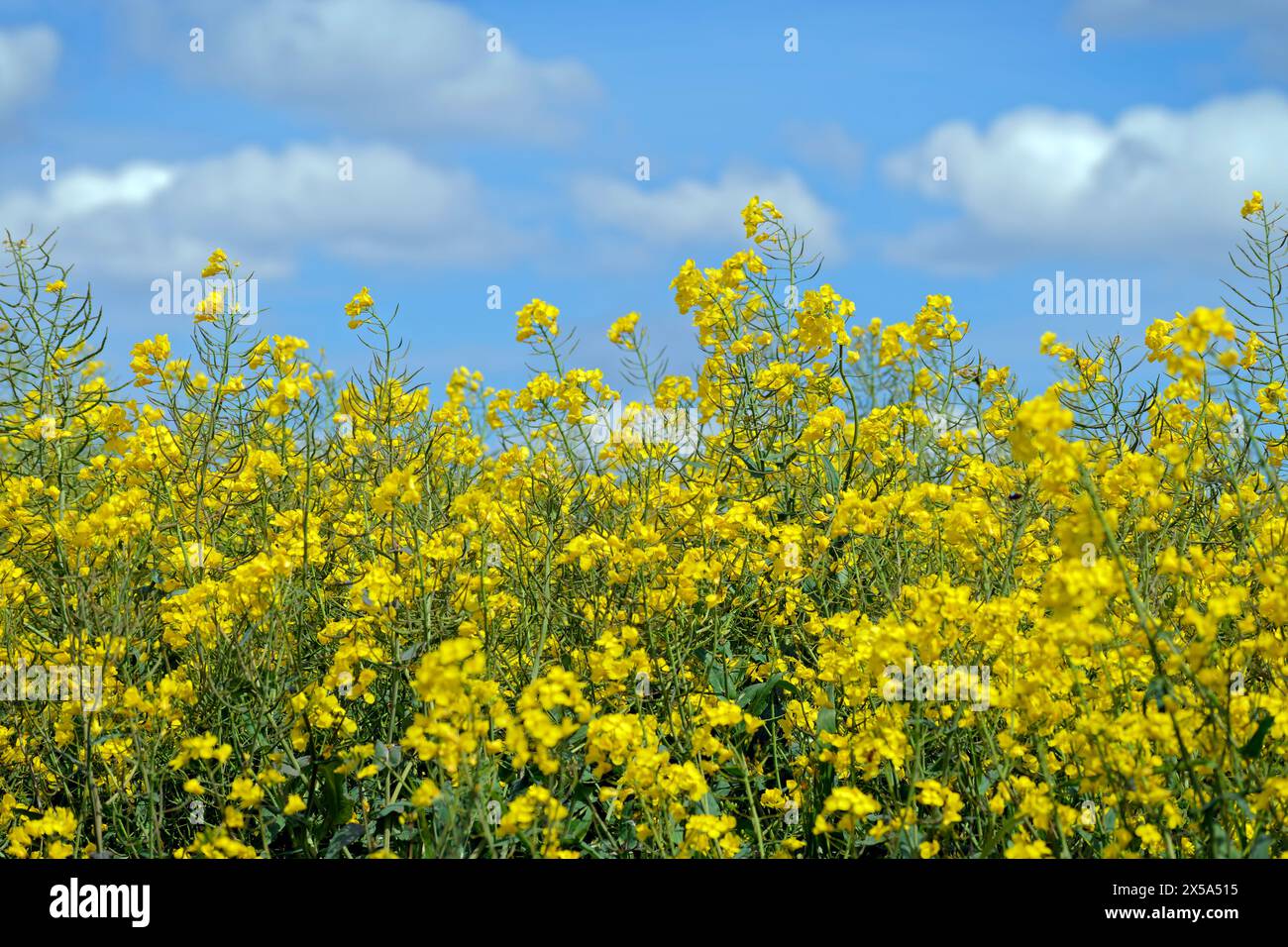 Rapeseed hi-res stock photography and images - Alamy