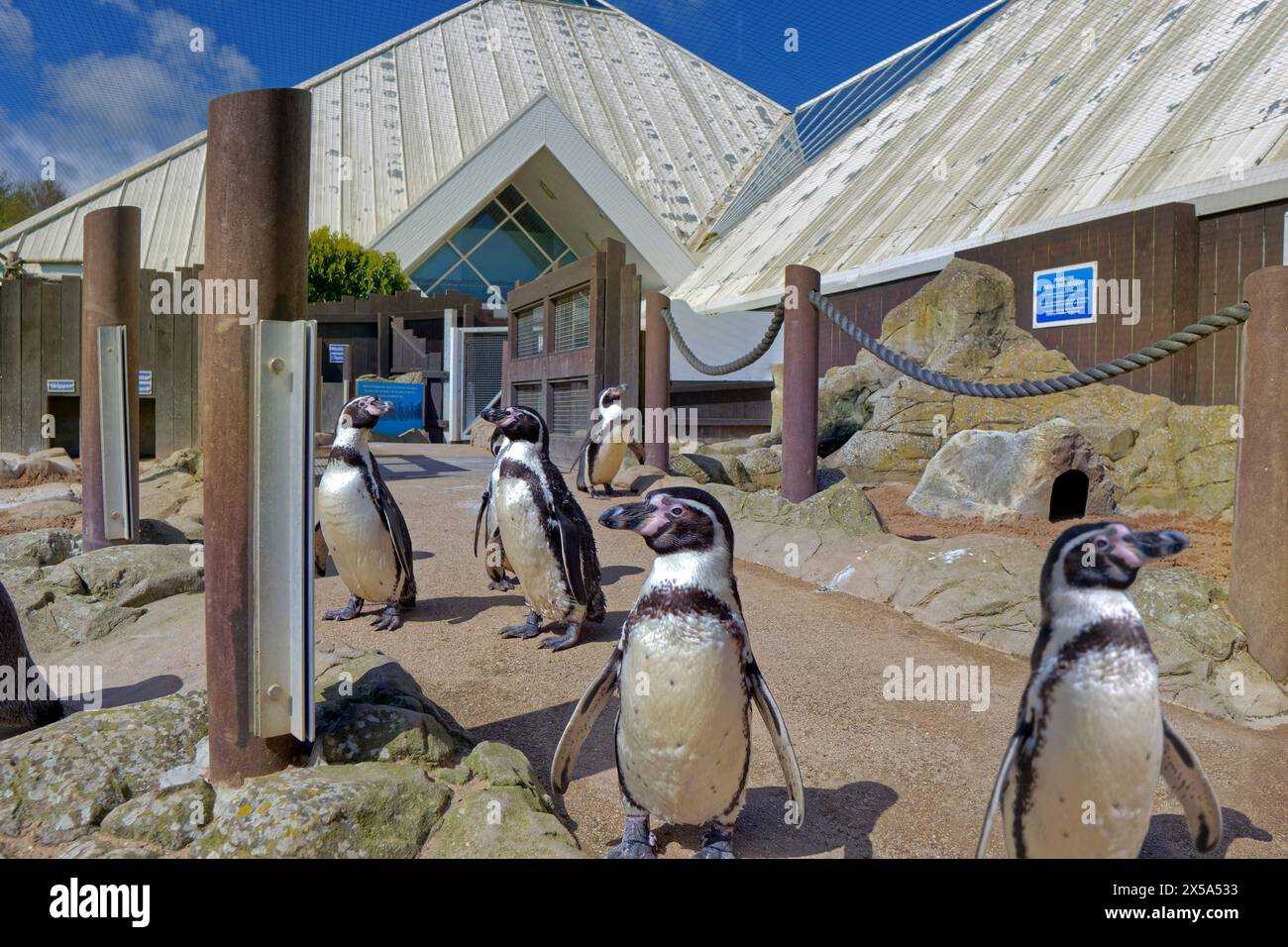 Penguin Sanctuary At The Scarborough Sea Life Centre Yorkshire Penguin Sanctuary At The Scarborough Sea Life Centre Yorkshire