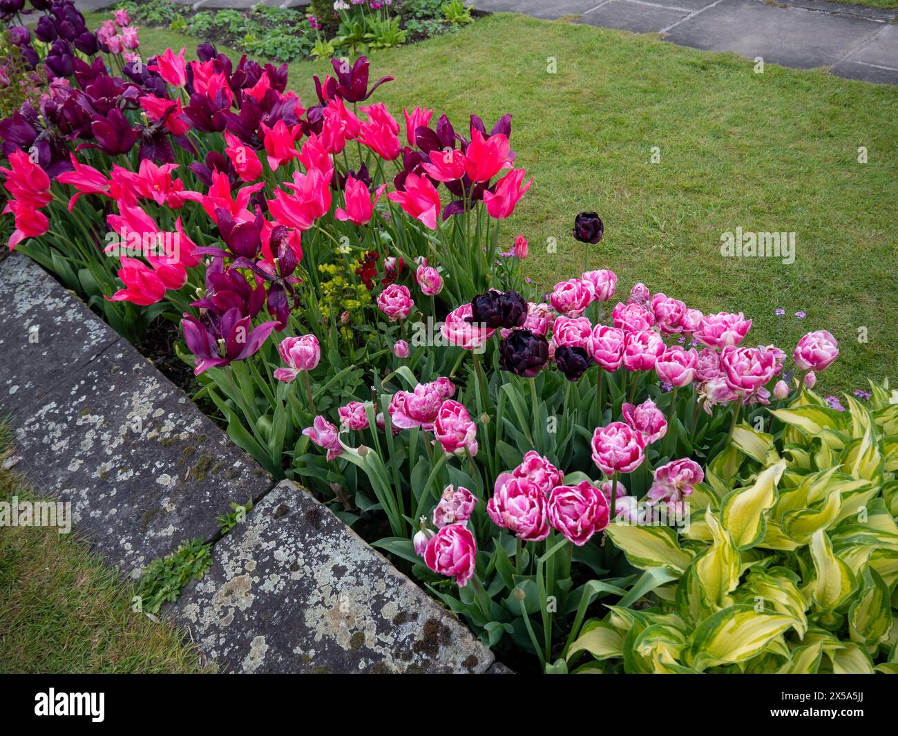 Tulip array hi-res stock photography and images - Alamy