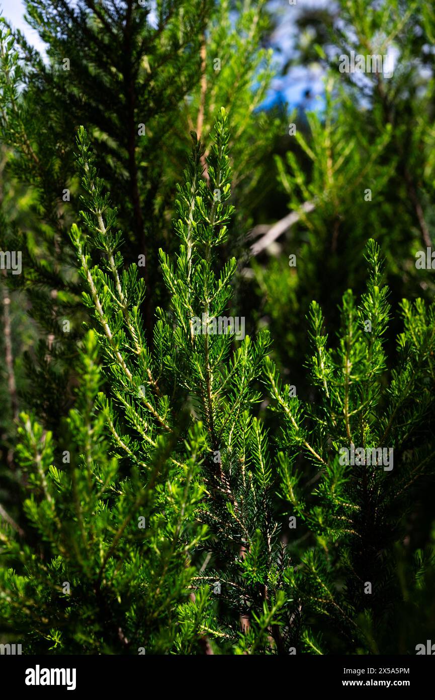 A lush green tree with many branches and leaves. The tree is surrounded ...