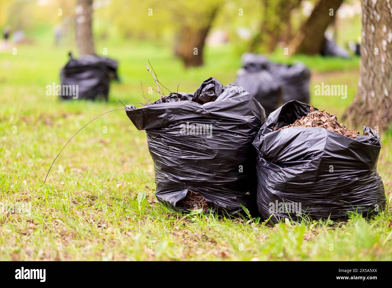 Black plastic bags with tree leaves. There are large black plastic ...