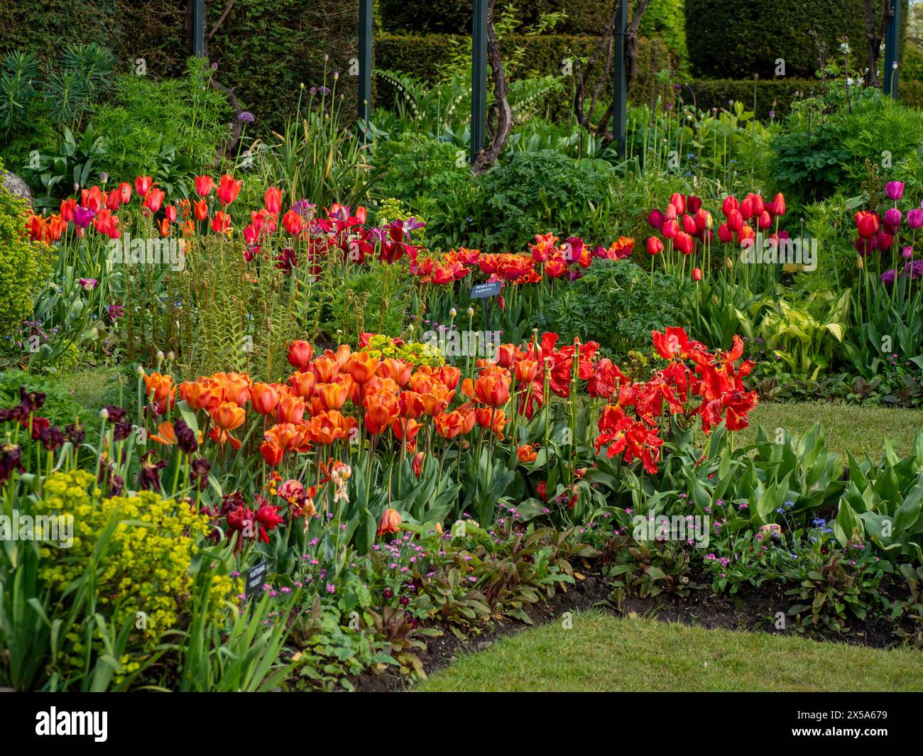 Corner of Chenies Manor sunken garden with orange, red and pink tulips ...