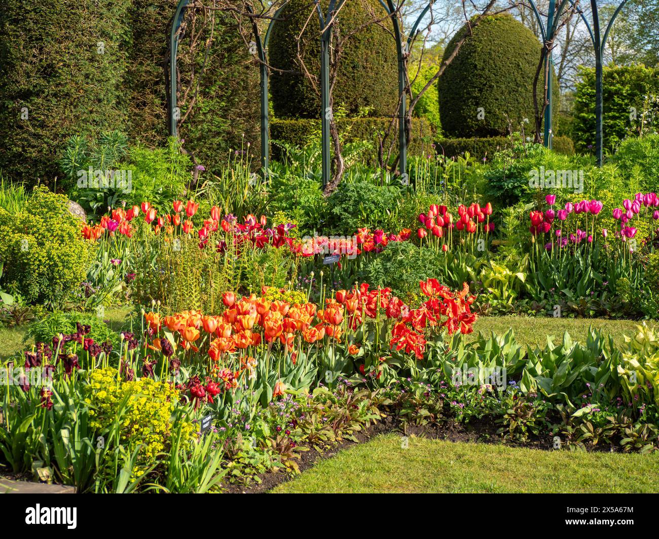 Corner of Chenies Manor sunken garden with orange, red and pink tulips ...