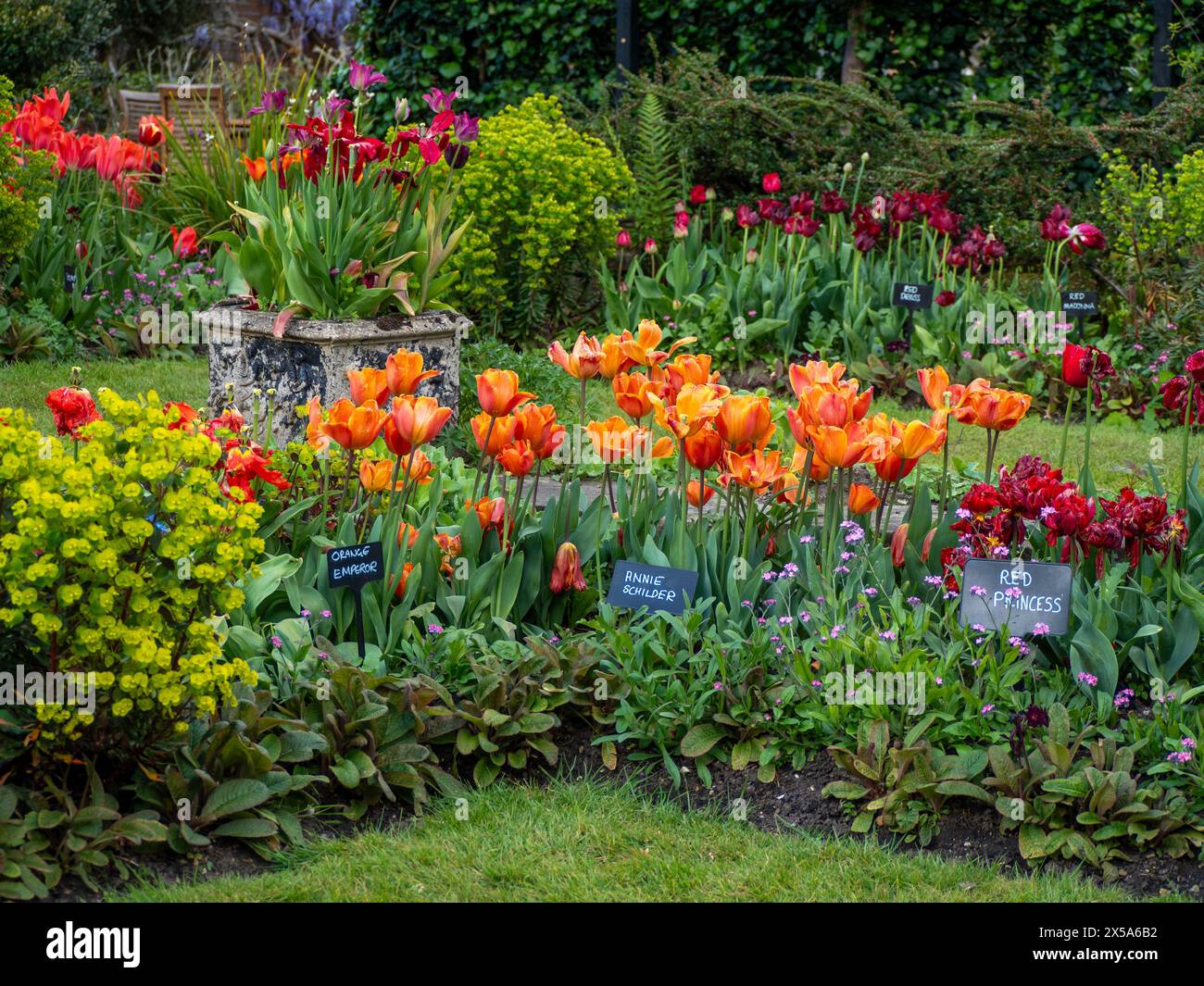 Corner of Chenies Sunken garden. Orange Emperor tulip, Annie Schilder ...