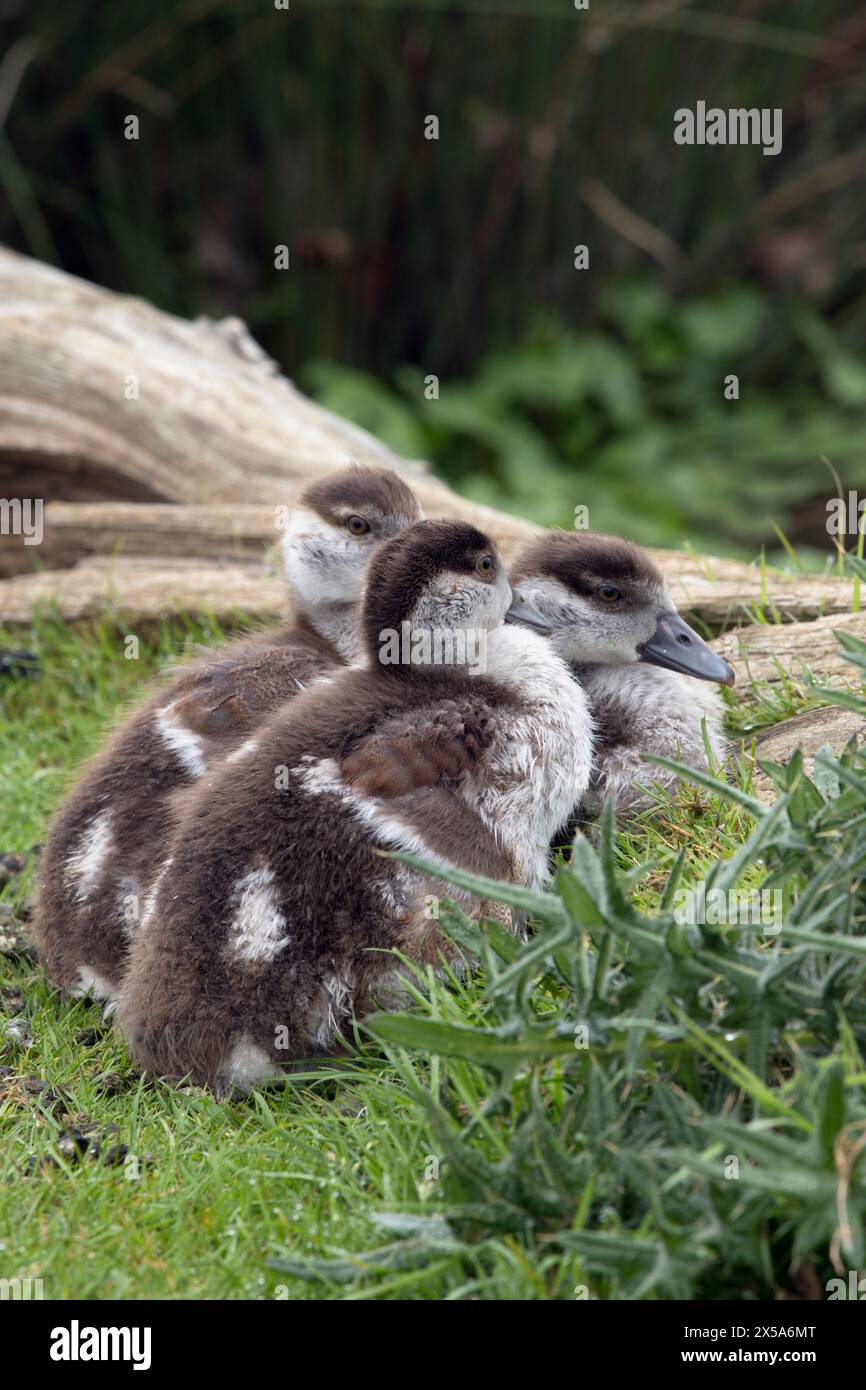 Goslings huddled and snuggled together for protection Stock Photo - Alamy