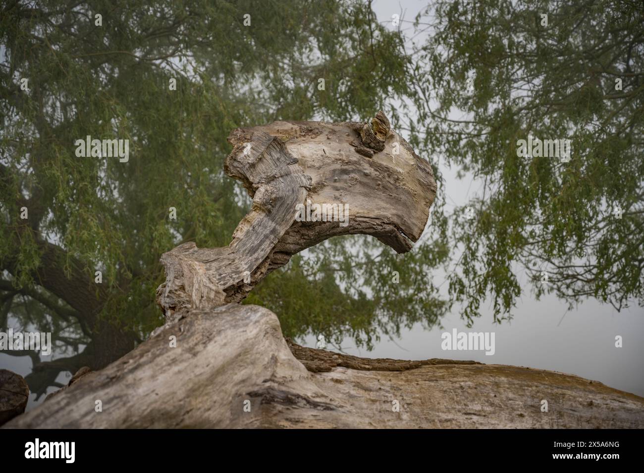 Scary weeping willow tree hi-res stock photography and images - Alamy