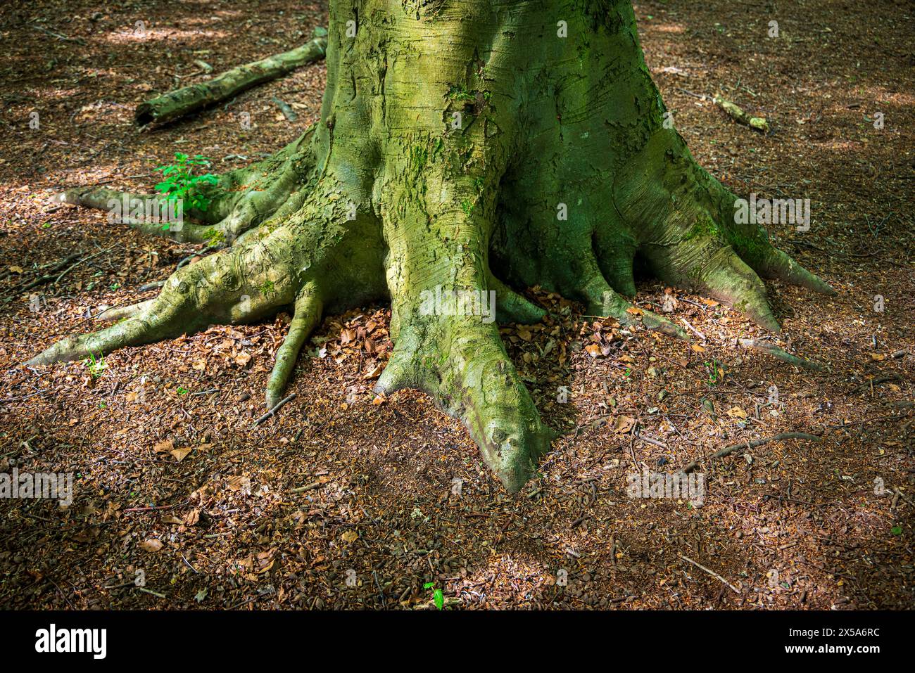 A giant tree trunk with roots planted in the ground like dinosaur claws ...