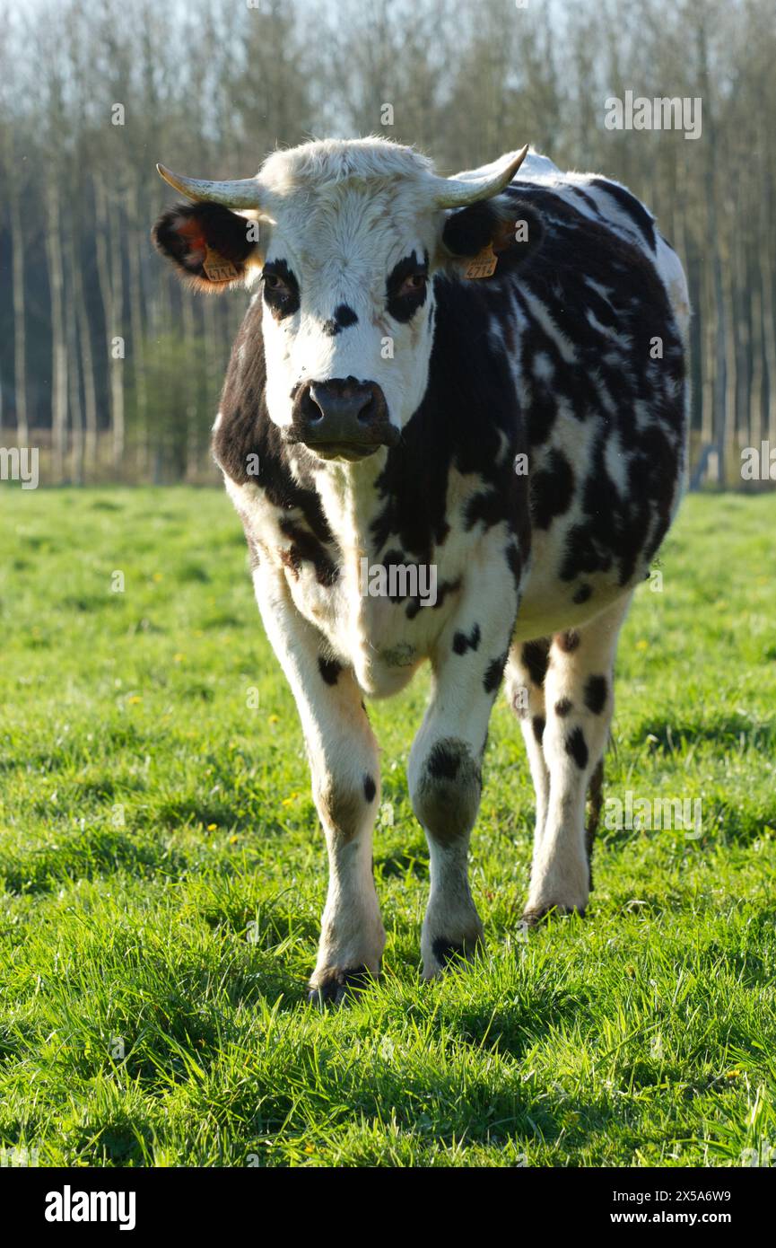 Single Normandy Race Normand cow in field in Orne, Lower Normandy ...