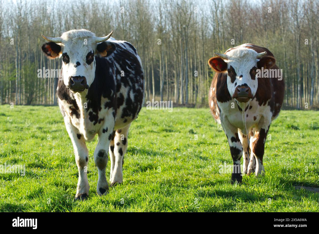 2 Race Normand cows in Normandy field in France Stock Photo - Alamy