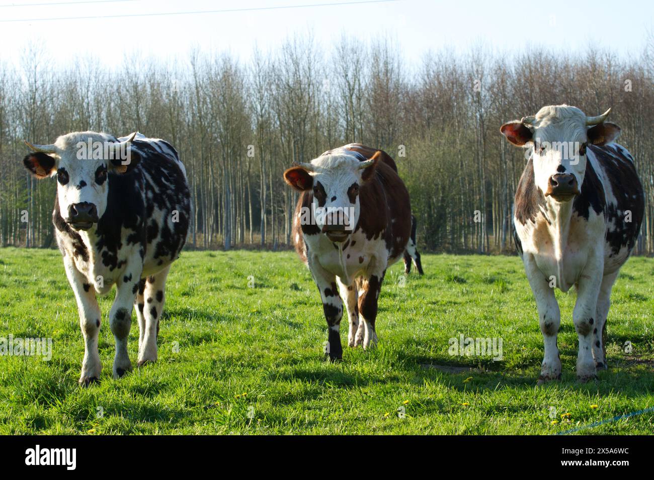 Normandie cows hi-res stock photography and images - Alamy