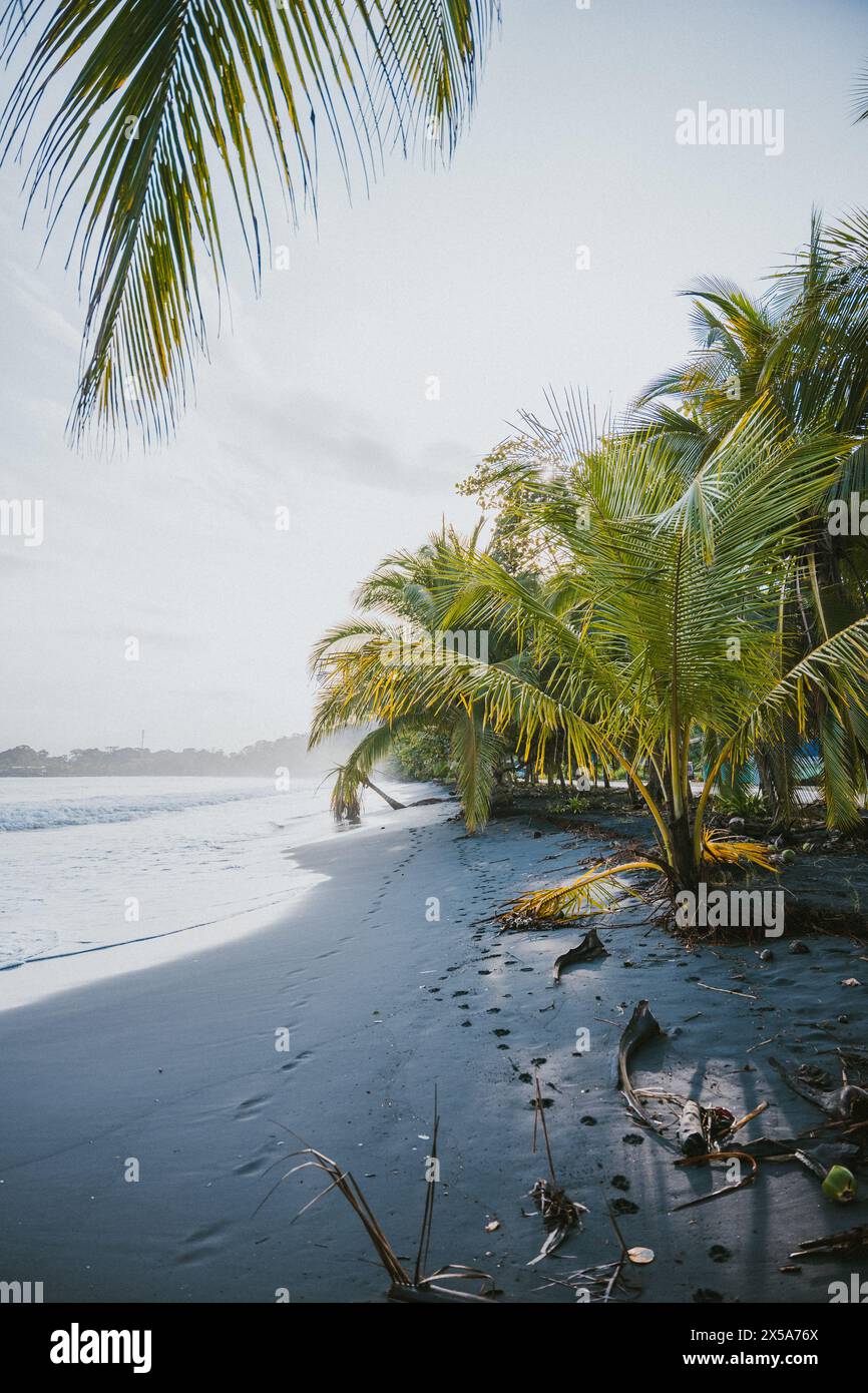 A serene view of a desolate Costa Rican beach flanked by lush palm ...