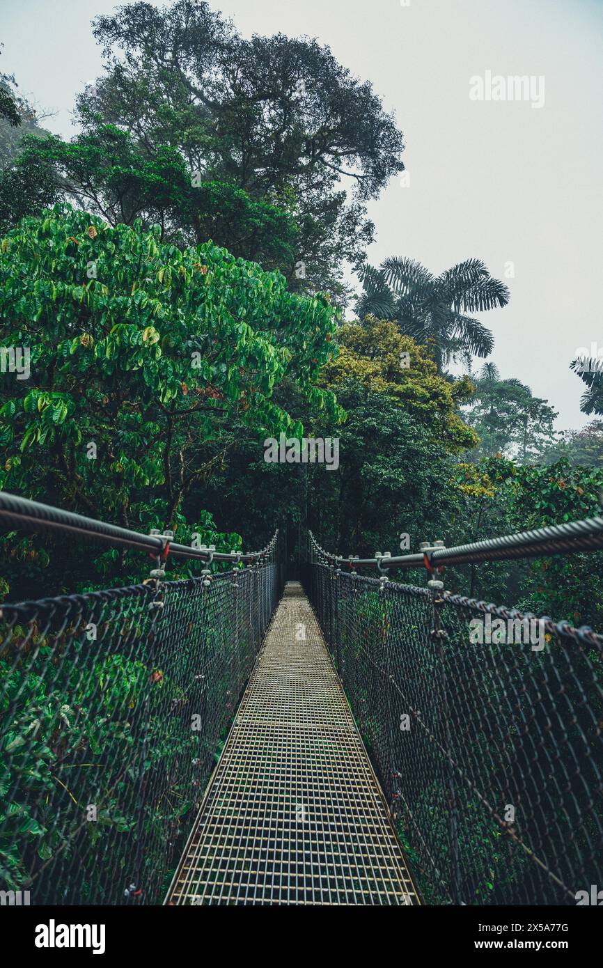 A serene, empty suspension bridge stretches across the lush greenery of ...