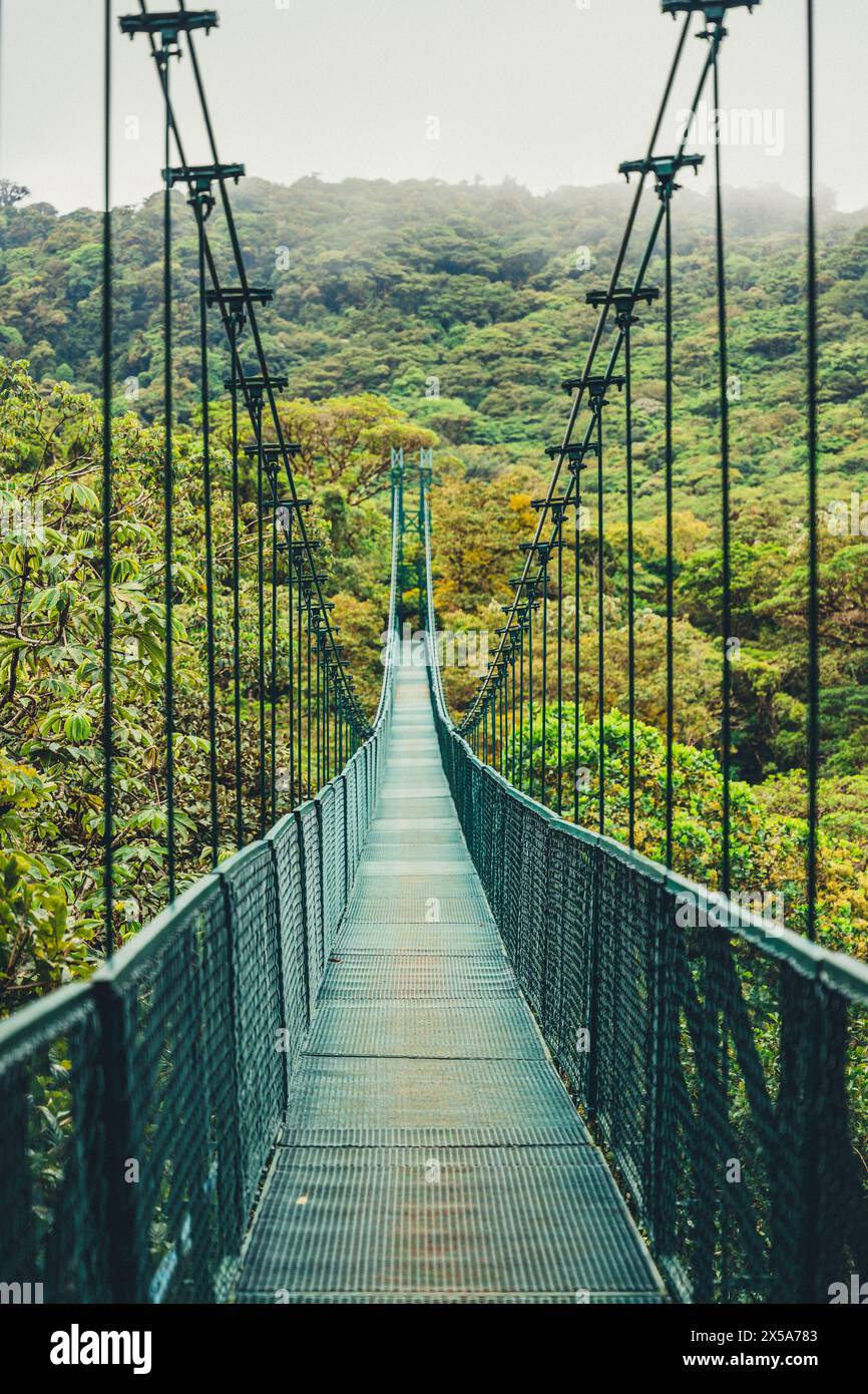 A solitary suspension bridge cuts a path through the dense foliage of ...