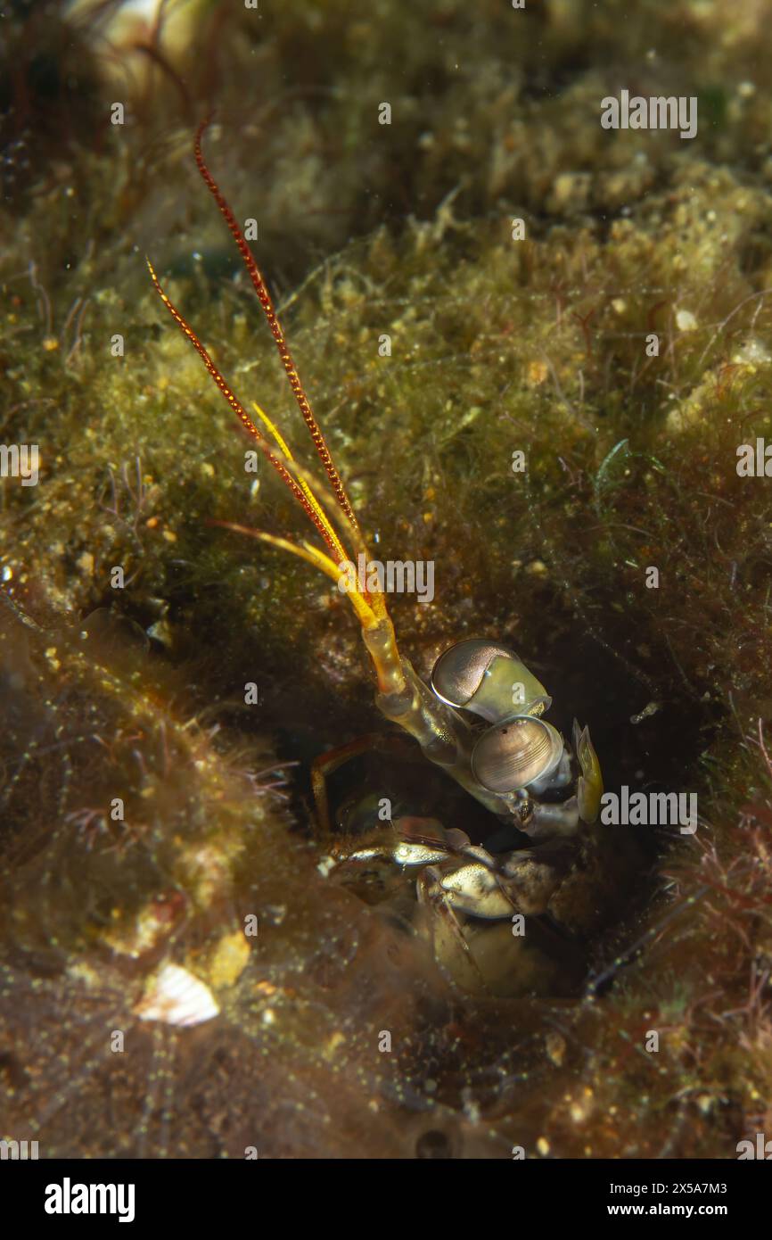 Odontodactylus latirostris emerges from its burrow in a coral reef ...