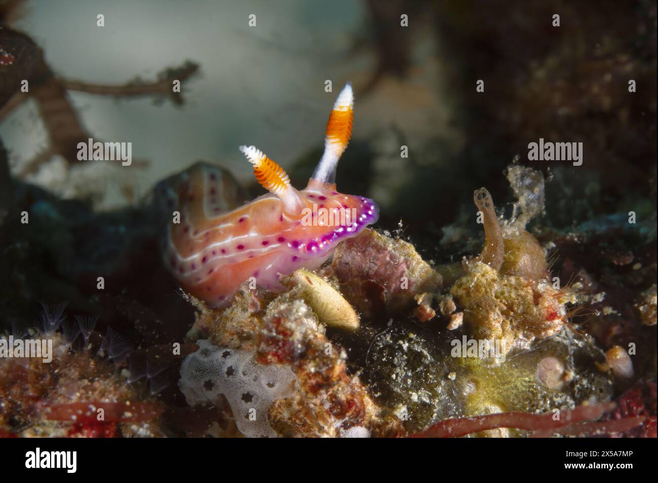Orange spotted sea slugs hi-res stock photography and images - Alamy