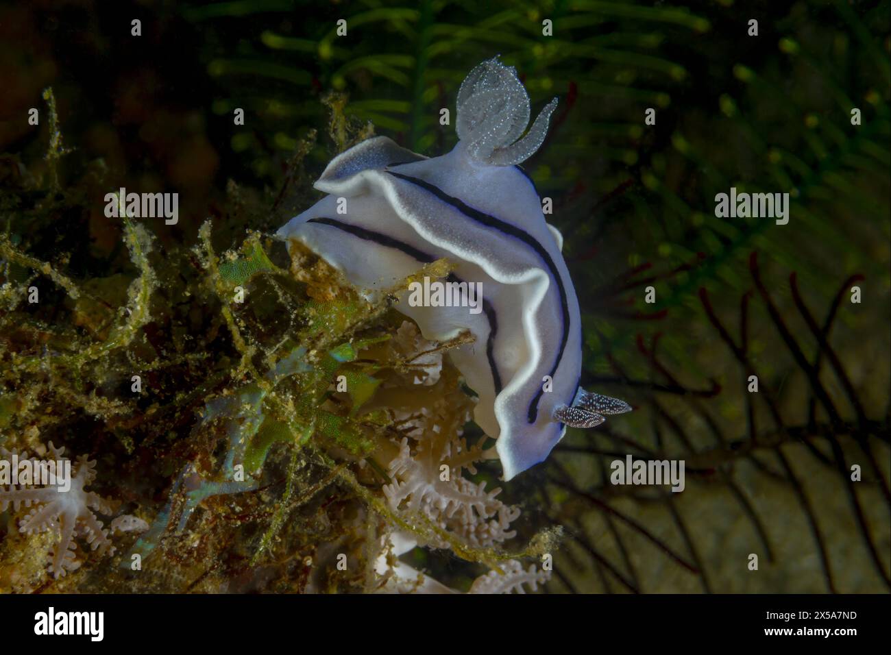Soft glides the sea hi-res stock photography and images - Alamy