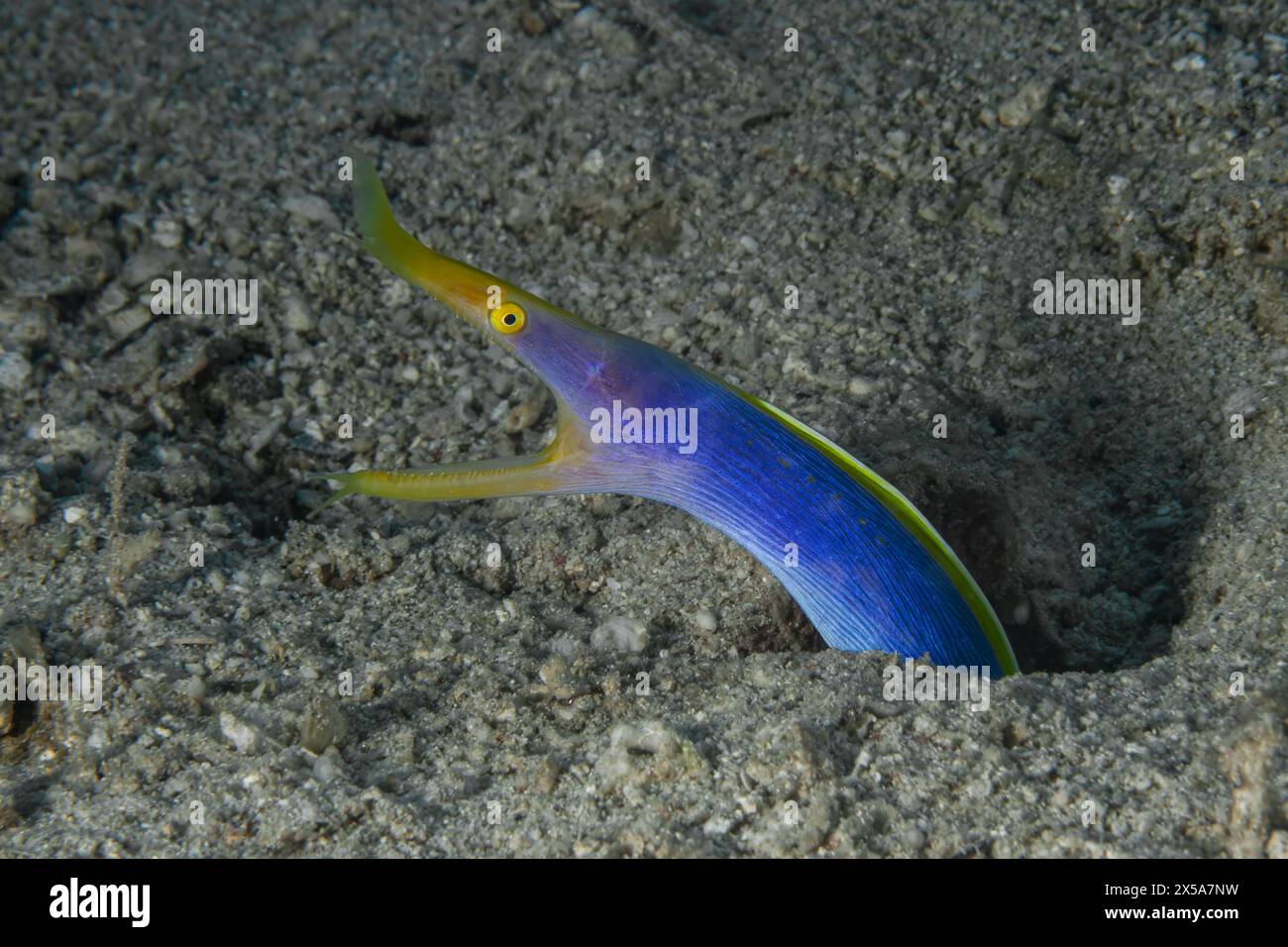 A Rhinomuraena quaesita, gracefully extending from a sandy underwater ...