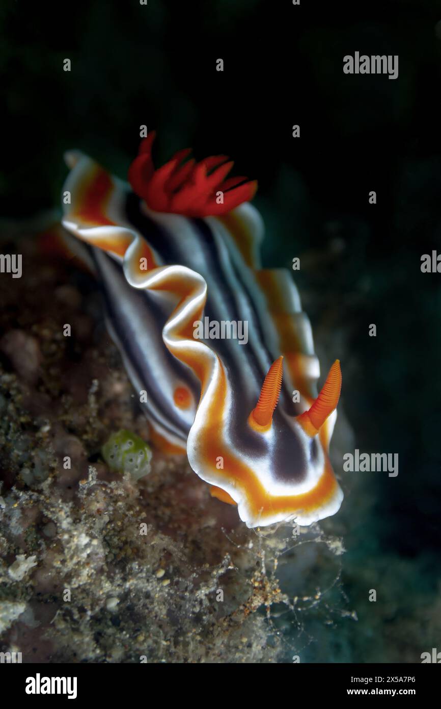 A striking Chromodoris magnifica displays vibrant coloration and ...