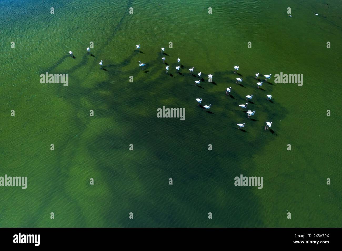 A tranquil aerial view captures flamingos congregating in Toledo's lush ...