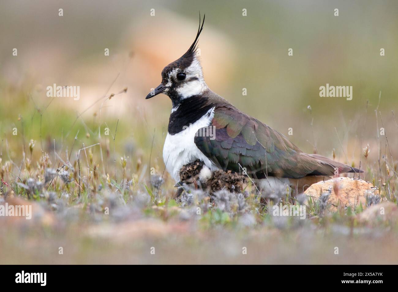 A vigilant female lapwing with striking markings guards her well ...