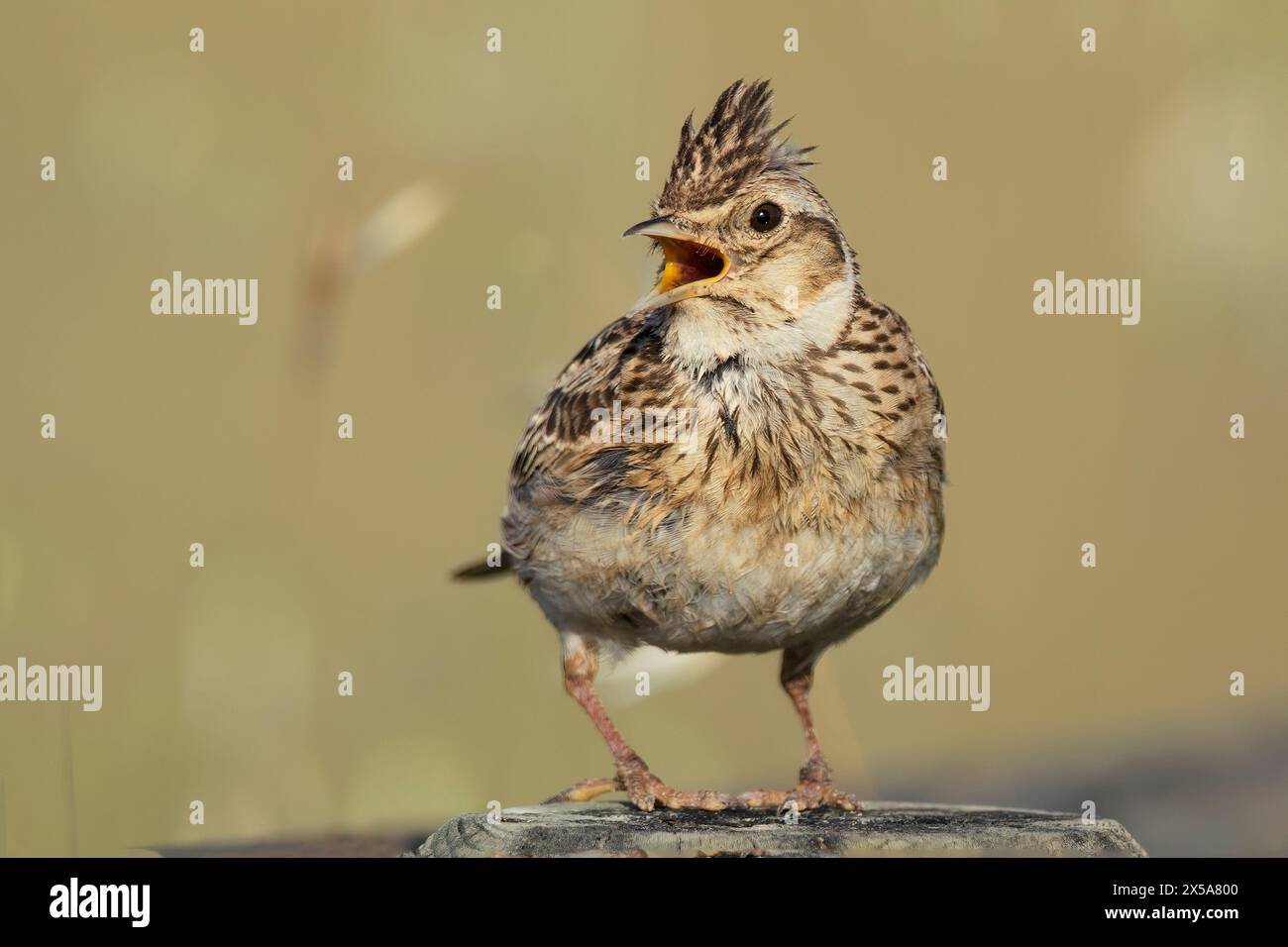 A close-up of a crested lark mid-song, standing on a rock with a warm ...