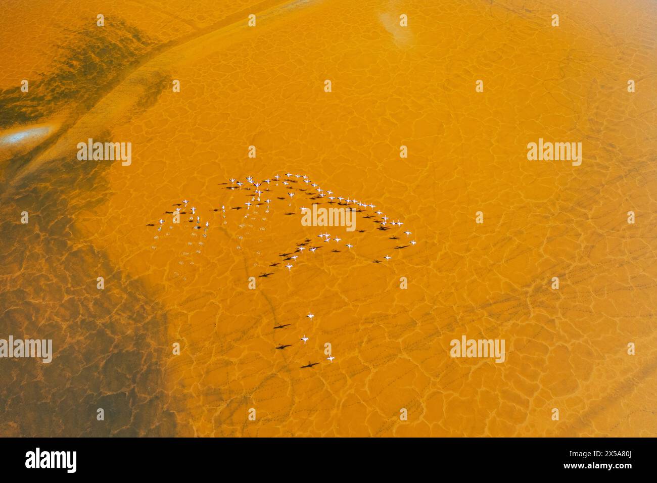 An overhead shot captures a flock of flamingos in mid-flight over ...