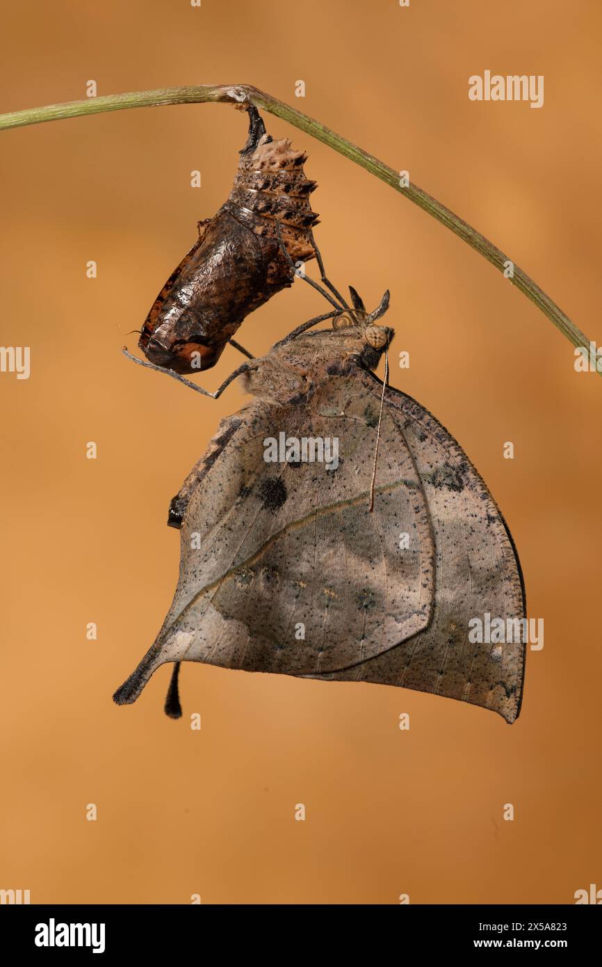 Mimicry adaptation hi-res stock photography and images - Alamy