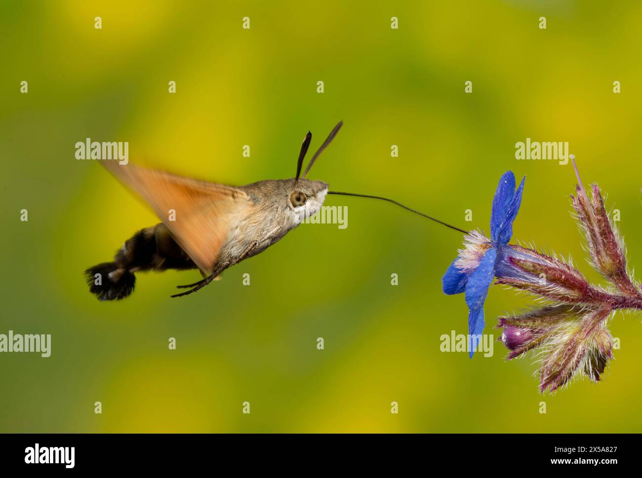A sphinx hummingbird moth with blurred wings hovers near a bright blue ...