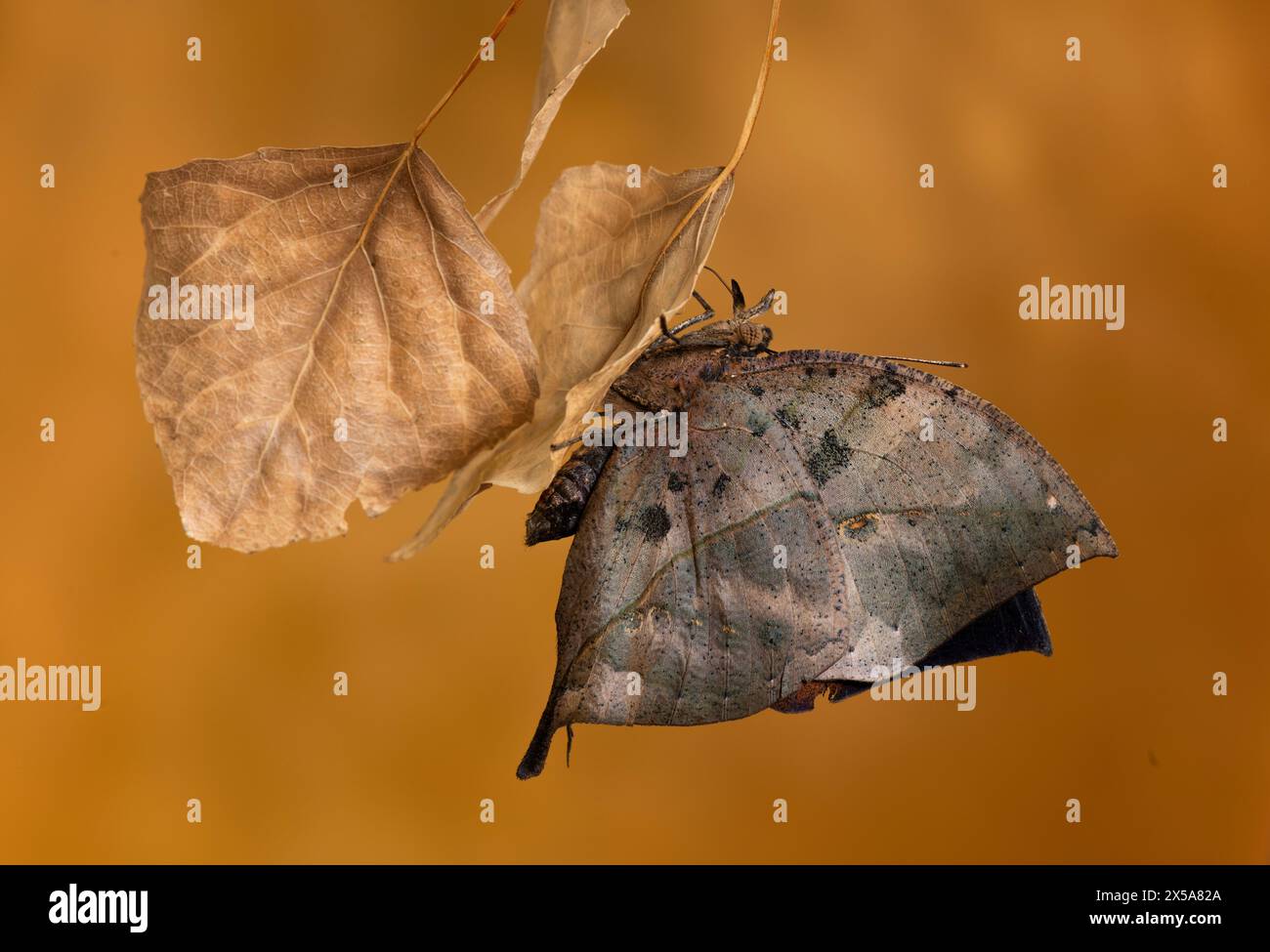 The Kallima inachus, also known as the Indian leaf butterfly, expertly ...