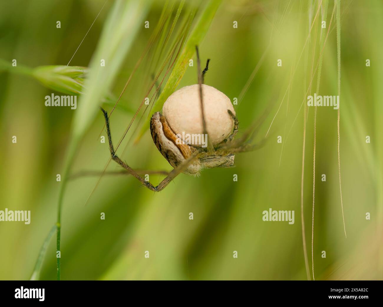A tiger spider diligently guards its egg sac amidst green foliage ...
