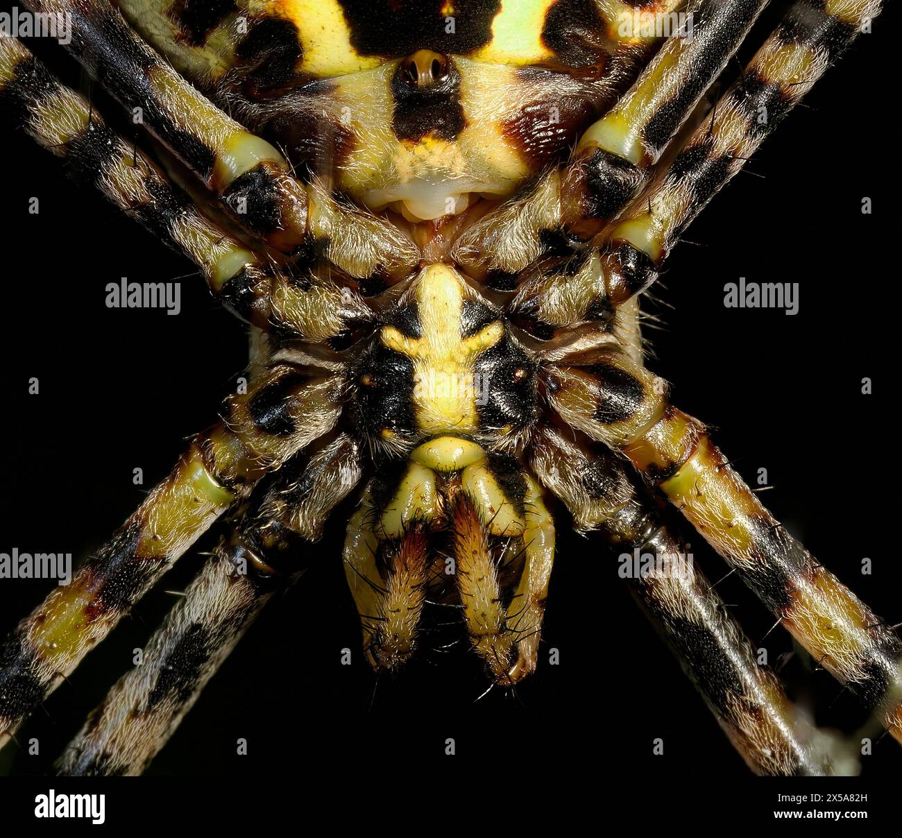 High-resolution close-up image capturing the delicate and intricate patterns on a Tiger Spider's ...