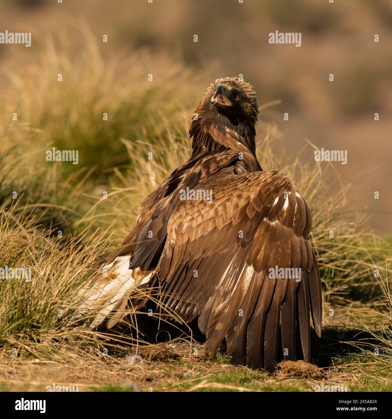 A regal golden eagle is perched amidst tall wild grass, with its ...