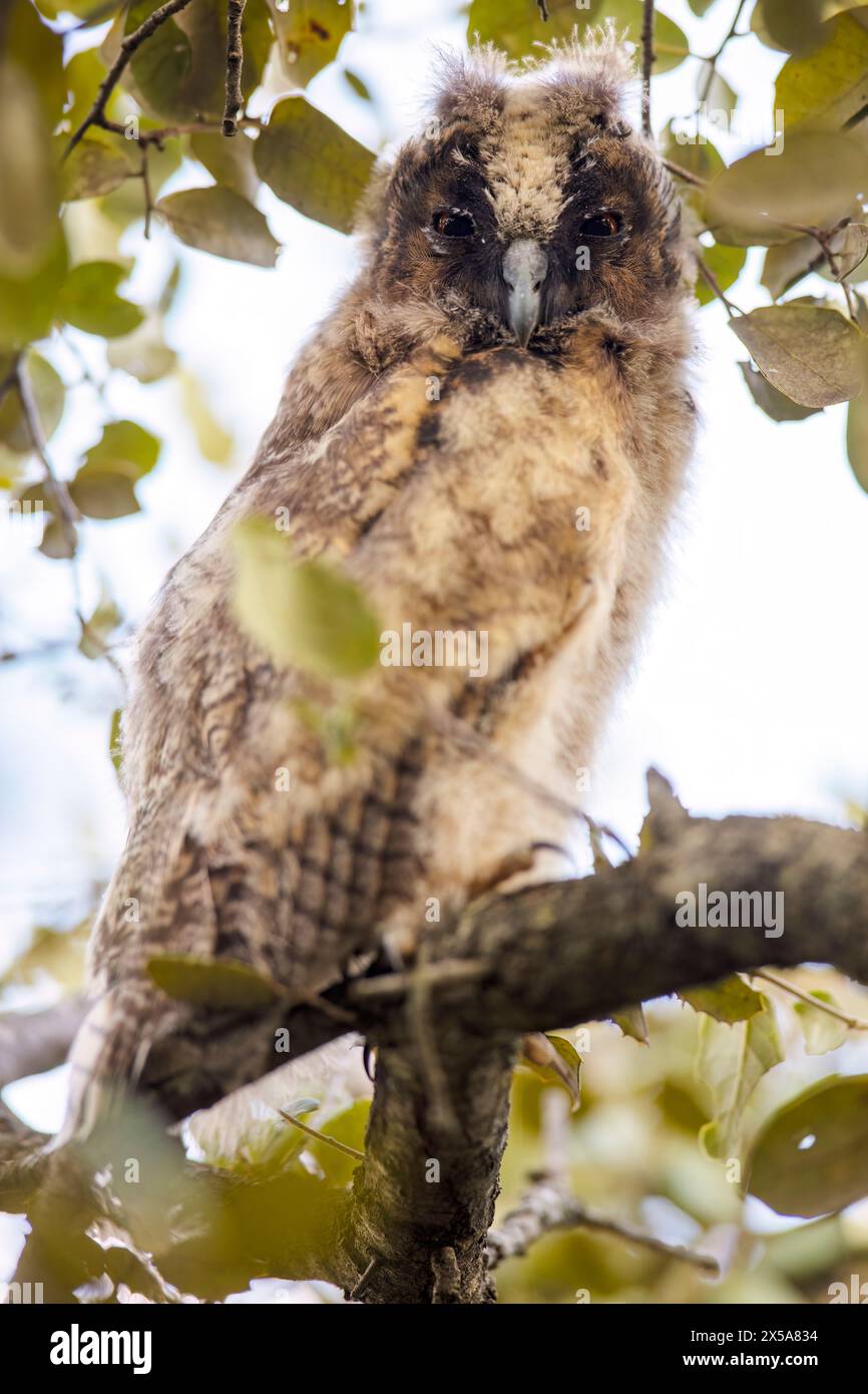 A juvenile Long Eared Owl sits camouflaged among the foliage, peering ...