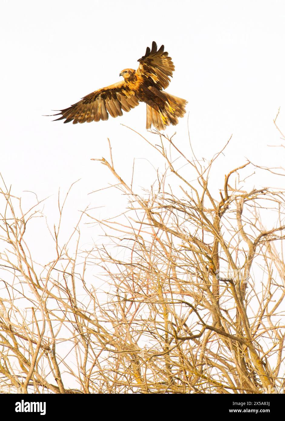 A majestic raptor gracefully prepares to land on the intricate branches ...