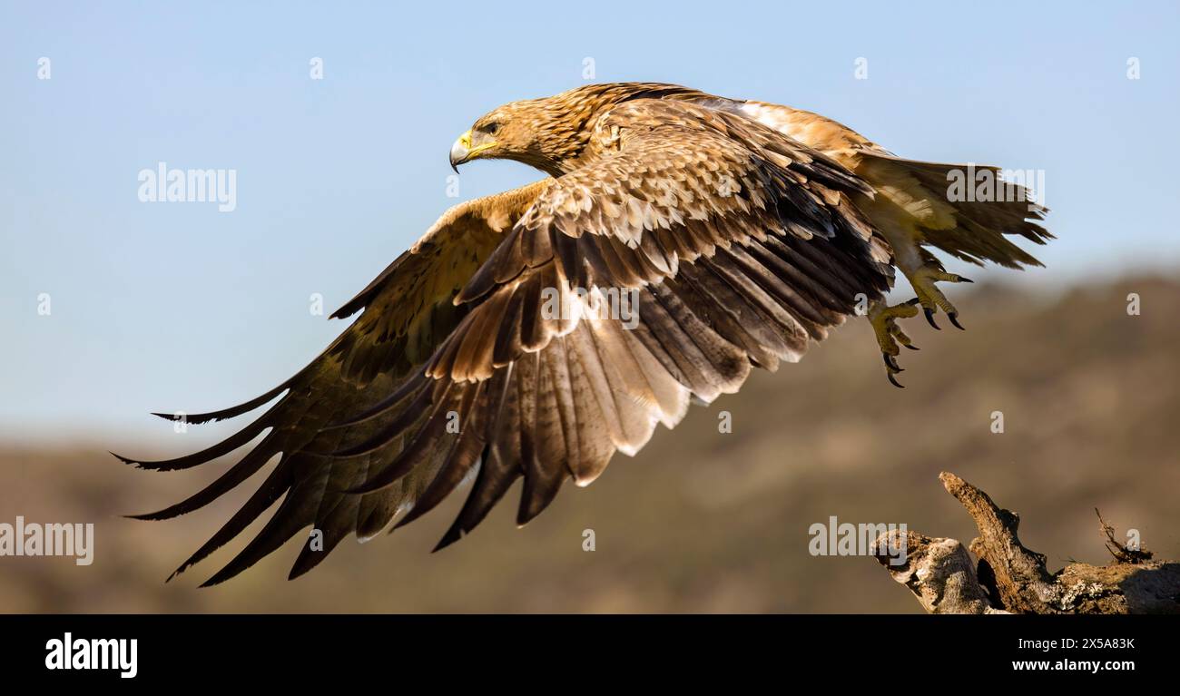 A powerful golden eagle captured in the moment of landing on a gnarled ...