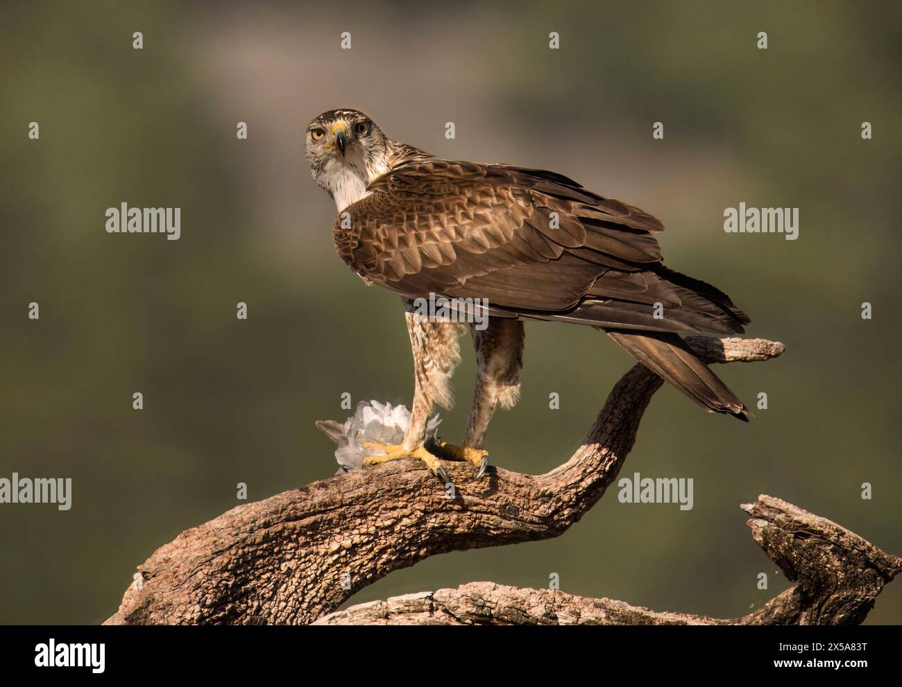 A Bonelli eagle, Aquila fasciata, rests majestically on a weathered ...