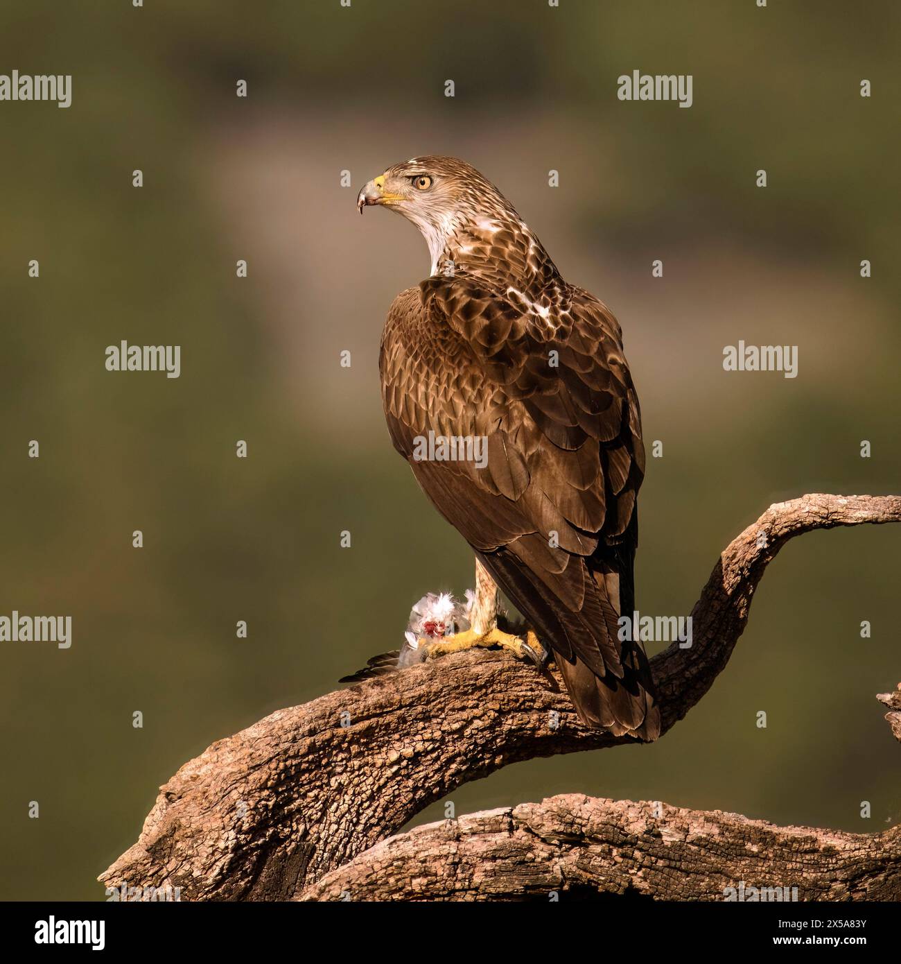 A striking Bonelli eagle, Aquila fasciata, perches on a gnarled tree ...