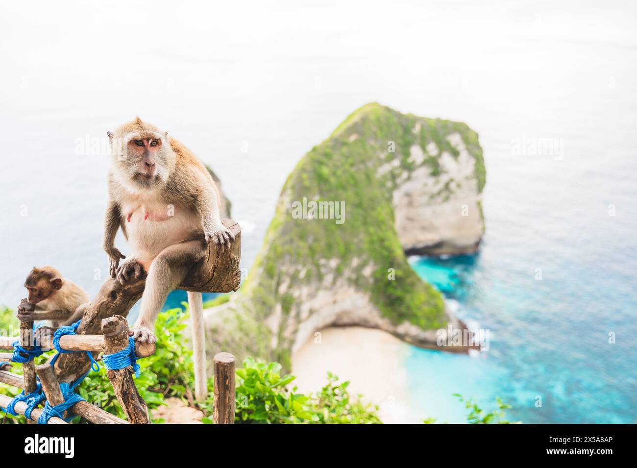 Macaque monkeys sitting by the ocean at Kelingking Beach in Nusa Penida ...