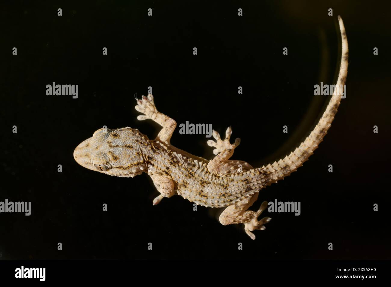 A detailed close-up of a Common Wall Gecko known as Tarentola ...