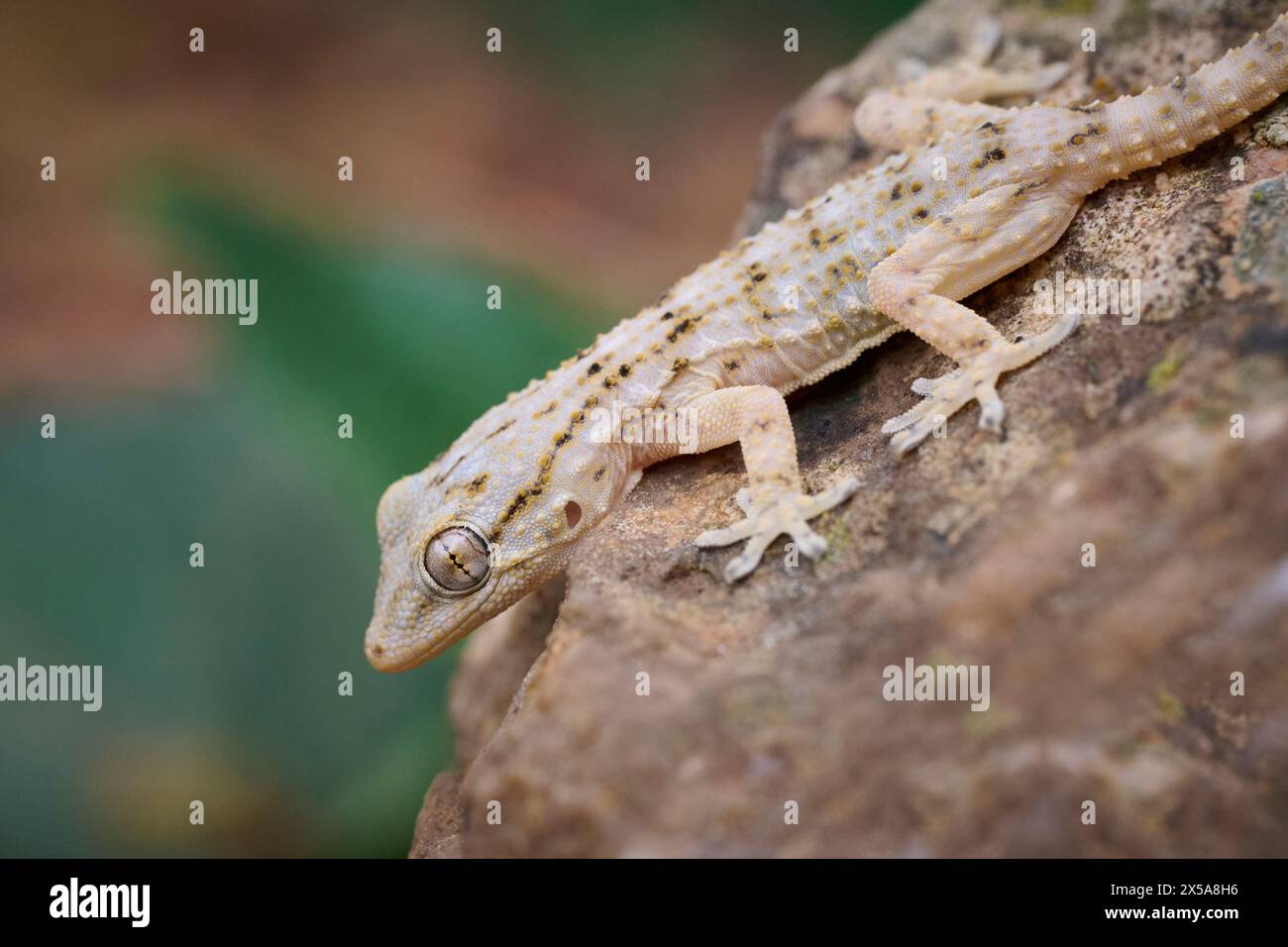 A detailed close-up shot capturing the intricate patterns and texture ...