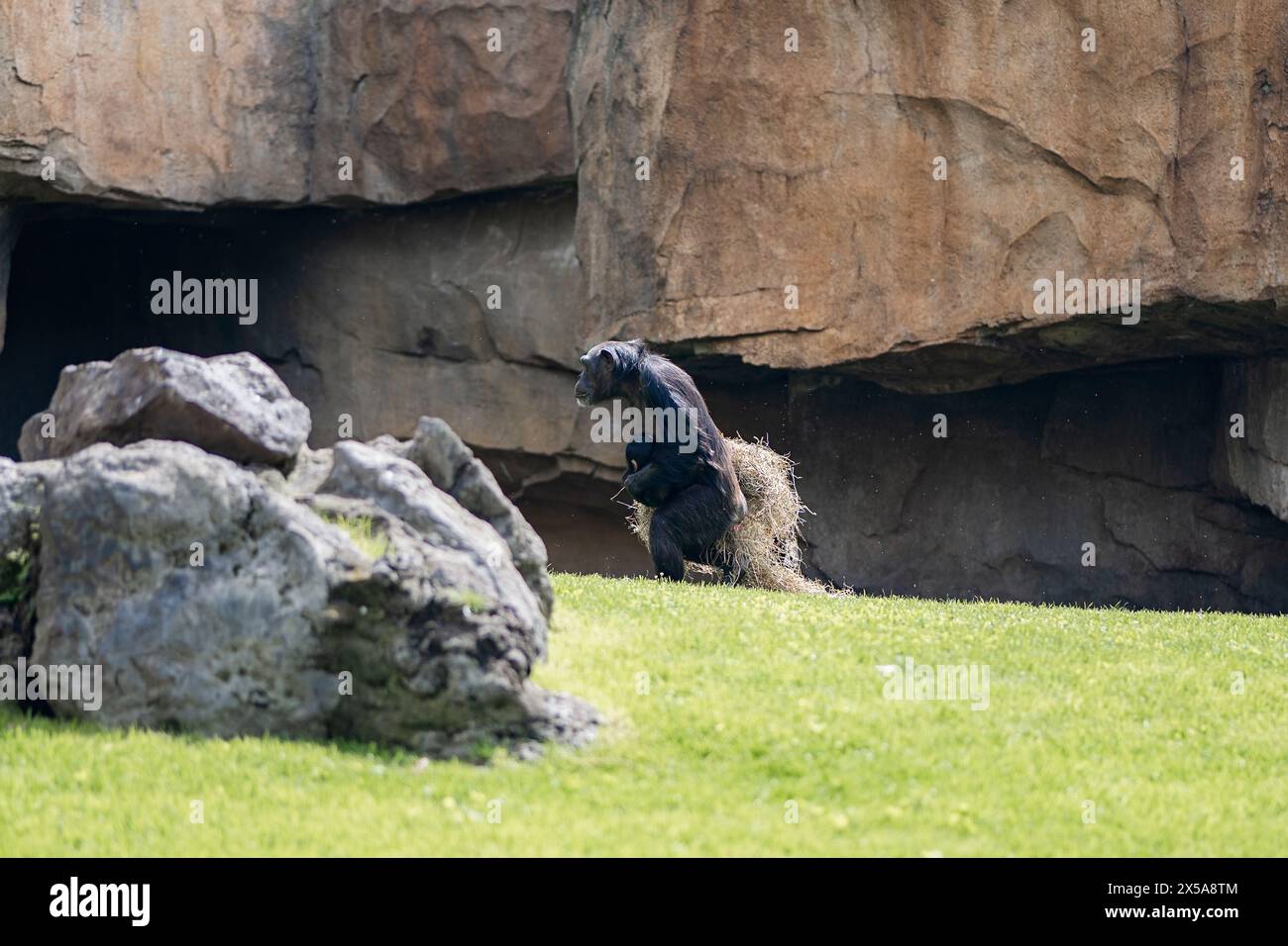 A lone chimpanzee carries a bundle of straw on his back and carrying a ...