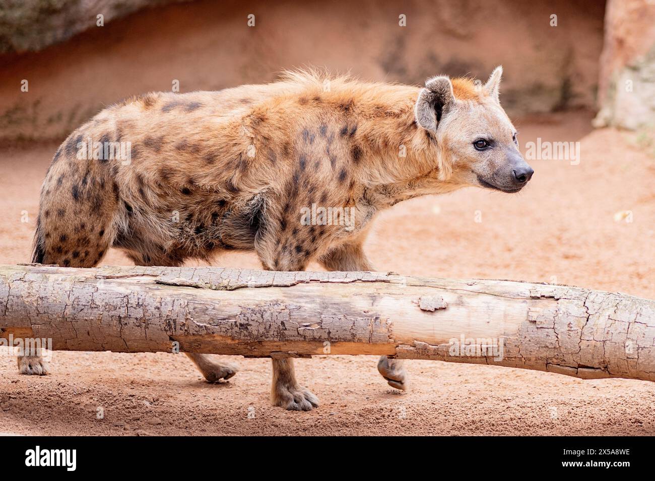 A spotted hyena exploring terrain as it crosses over a log, displaying ...