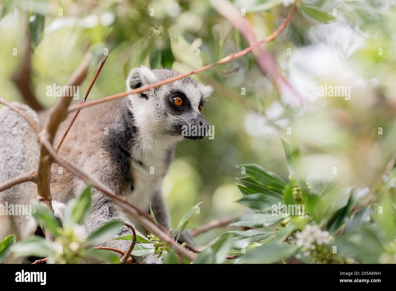 A ring-tailed Lemur catta with intense orange eyes is captured peering ...
