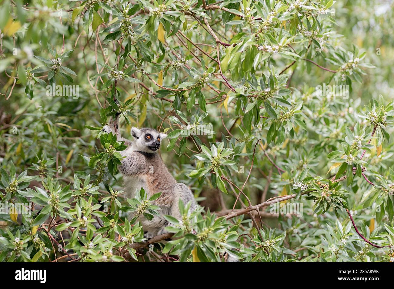 A captivating photo capturing a ring-tailed Lemur catta in its natural ...