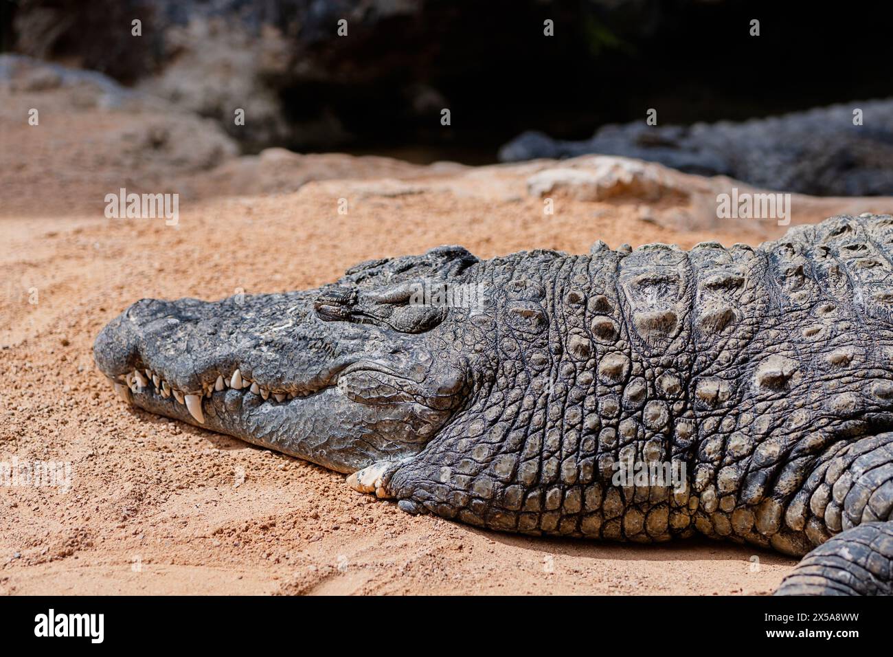 Detailed view of a crocodile lying passively on a sandy riverbank with ...